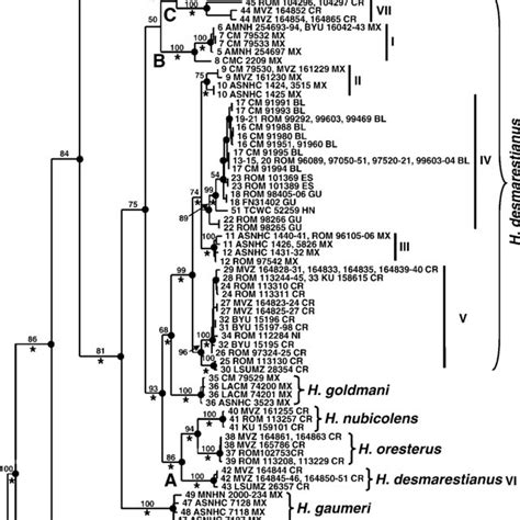 —maximum likelihood phylogenetic hypothesis log likelihood score