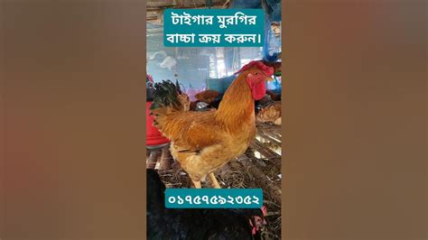 মুরগির বাচ্চা ক্রয় করুন। Chicken টাইগার Murgirkhamar মুরগিরবাচ্চা টাইগারমুরগিরবাচ্চা