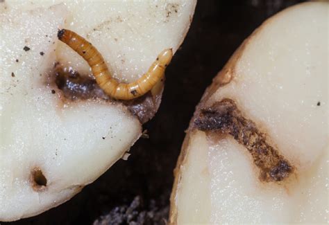 How To Manage Wireworm Risk On Your Farm