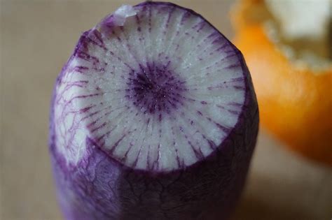 무 채소 바이올렛 Pixabay의 무료 사진 Pixabay