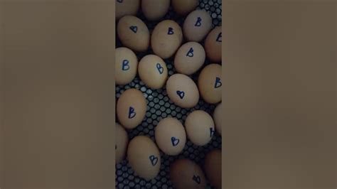 Інкубатор Теплуша Інкубація курячого яйця Перші надкльови курчат Youtube