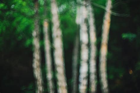 어두운 숲에서 여러 평행 자작 나무와 흐린 배경 풍부한 식물 사이 자작 나무 트렁크에서 행 흐림 나무 줄기에서 자연 배경에 초점을 맞춘 자작 나무의 미니멀 한 배경 0명에