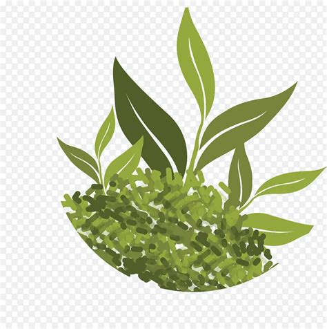 茶叶简笔画矢量茶叶png图片素材下载 图片编号ylnarzzy 免抠素材网