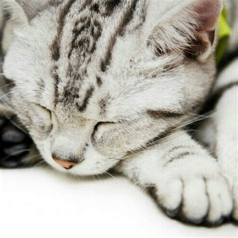 Pikachu Princess Youtube