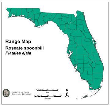 Roseate Spoonbill Fwc