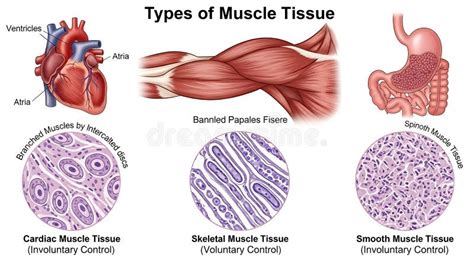 Types Of Muscle Tissue Diagram
