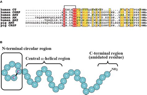 Calcitonin Structure