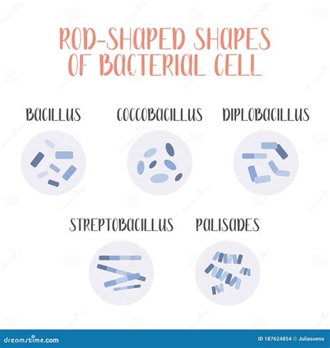 Bacteria Classification Rod Shaped Shapes Of Bacteria Bacilli
