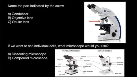 Dissecting Microscope Labeled