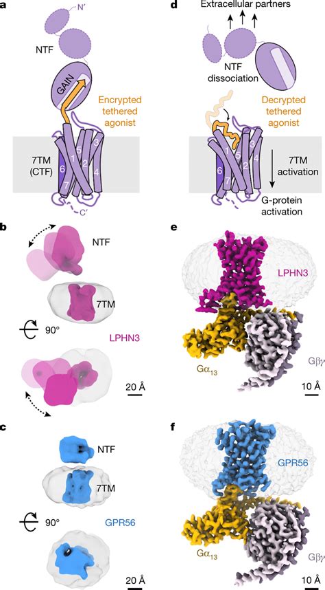 Cryo Em Reconstructions For Gpr56 And Lphn3 A Cartoon Representation Download Scientific