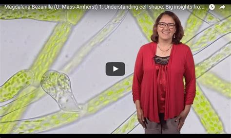 Understanding Cell Shape Big Insights From Little Plants Ibiology