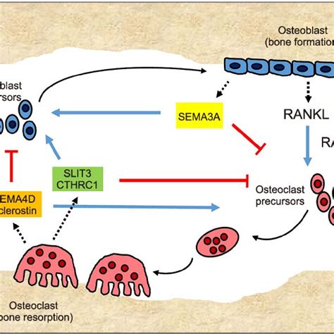 Examples Of Osteoclast Derived Coupling Factors And Their Potential
