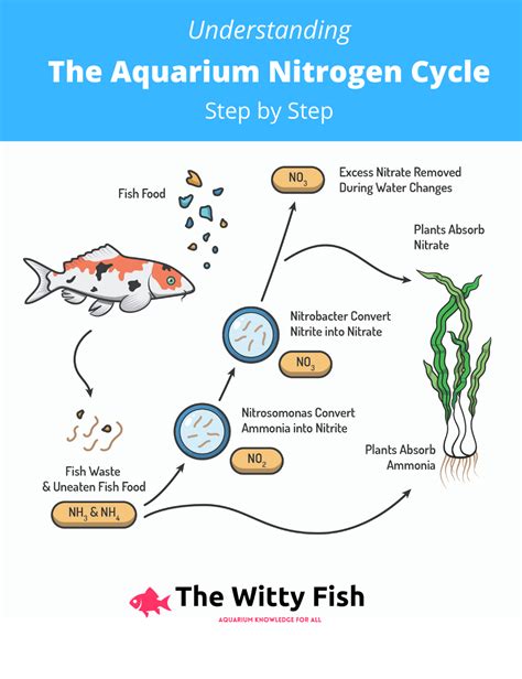 Freshwater Aquarium Nitrogen Cycle Benia Aquarium Fish