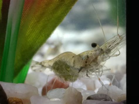 Ghost Shrimp Eggsbreeding Advice Rshrimptank
