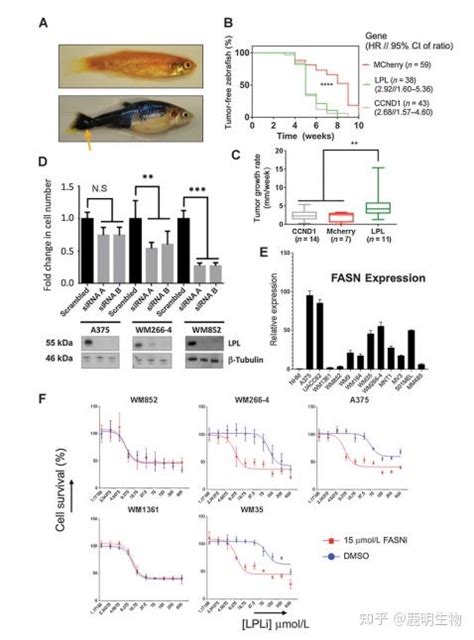 质谱成像desi Ms空间代谢组学探究斑马鱼为黑色素瘤治疗提供思路 知乎