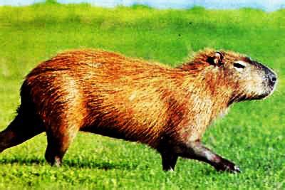 Símbolos Naturales Del Estado Barinas Notilogía