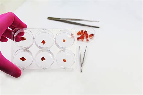 합성 또는 시험관 내 육류 생산 개념 실험실에서 재배 한 고기 개념 Dna에 대한 스톡 사진 및 기타 이미지 Dna Stem 주제 가금류 Istock