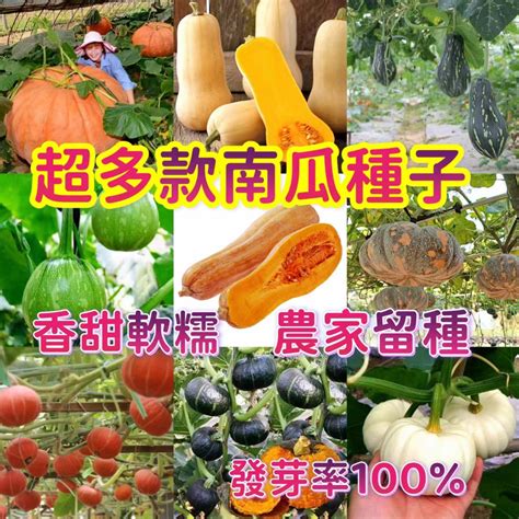 免運大熱銷超多款南瓜種子 四季庭院陽台菜園種植 蔬菜種子 蜜本南瓜 貝貝南瓜 板栗南瓜 香芋南瓜種子 高產抗病 蝦皮購物