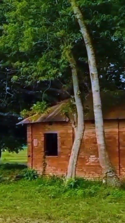 গ্রাম বাংলা প্রকৃতিক সৌন্দয্য ভরা দৃশ্য।।। Youtube