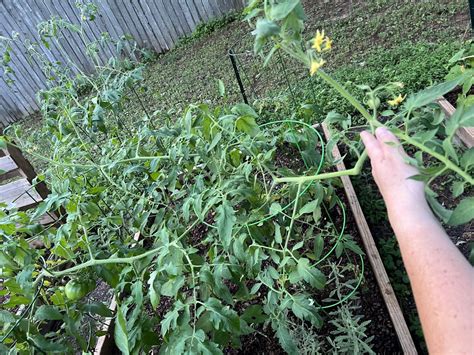 6 Foot Tall Tomato Plants Bending Overis This Bad For Them R