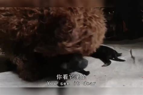 刚出生三天的泰迪是什么样得今天带你领略一下，程灿像大老鼠泰迪老鼠泰迪程灿老鼠