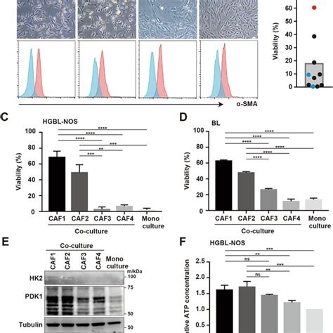 Synaptic Vesicles Structure And Function Before Secretion Atp And