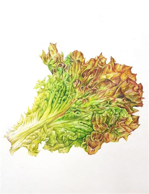 작가되기25 스킬업1 색연필로 상추 그리기