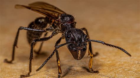 7 Deadly Insects That Have Invaded The United States And 10 Predators Who May Just Save Us The