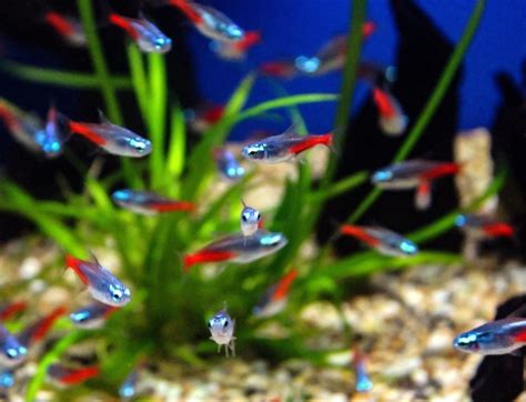 Tetra Neon Dream Aquarium Decor