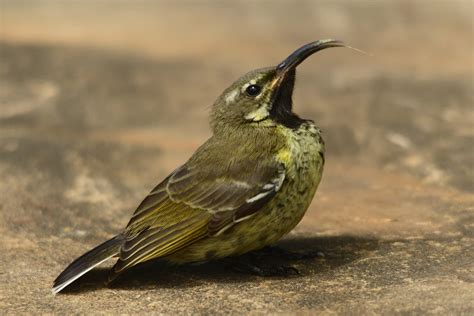 Sunbird Diet Kijongo Bay