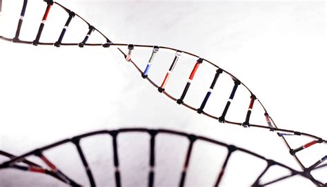 Are Hibernation Superpowers Hiding In Human Dna Futurity