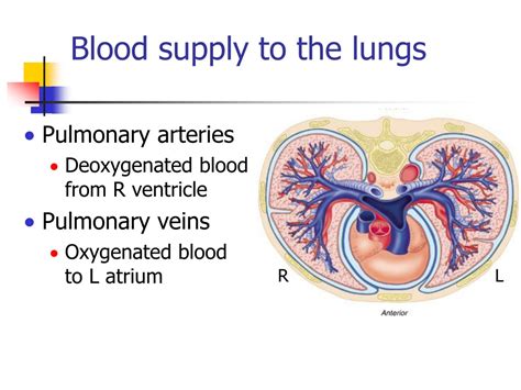 Ppt Main Structures Nose And Nasal Cavity Pharynx Larynx Trachea