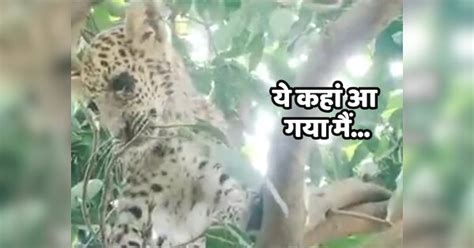 Animal Video Leopard Cub Wandered From Forest And Came To Village