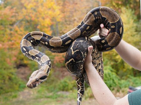 7 Feet Breeder Female Boa Constrictor By New England Reptile