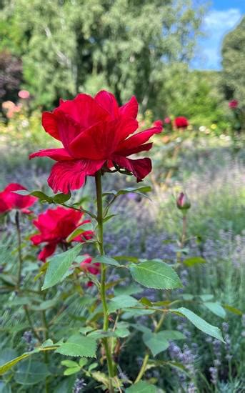 Kateryna Chernenko Canva