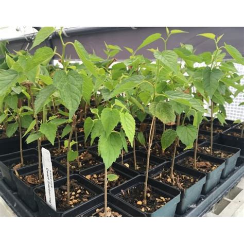 Dwarf Everbearing Mulberry Plants Etsy