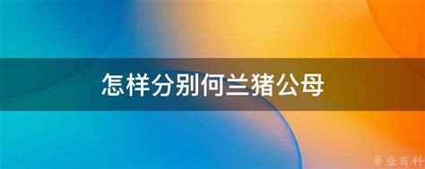 怎样分别何兰猪公母 业百科