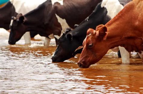 What Do Cows Drink Toxic Or Healthy