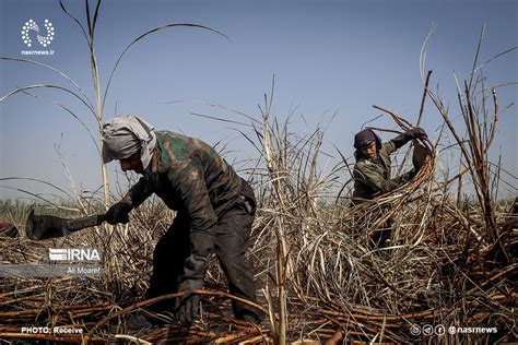 تصاویر برداشت سنتی نیشکر نصرنیوز