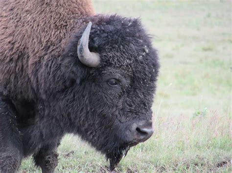 The Best Ways To Safely See Alberta Wildlife