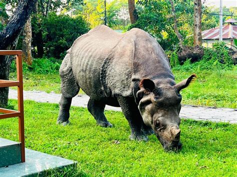 One Horned Raino Stock Image Image Of Adventure Nepal 262697377