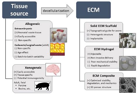 Figure 1 From Extracellular Matrix Based Biomaterials For Central Nervous System Tissue Repair