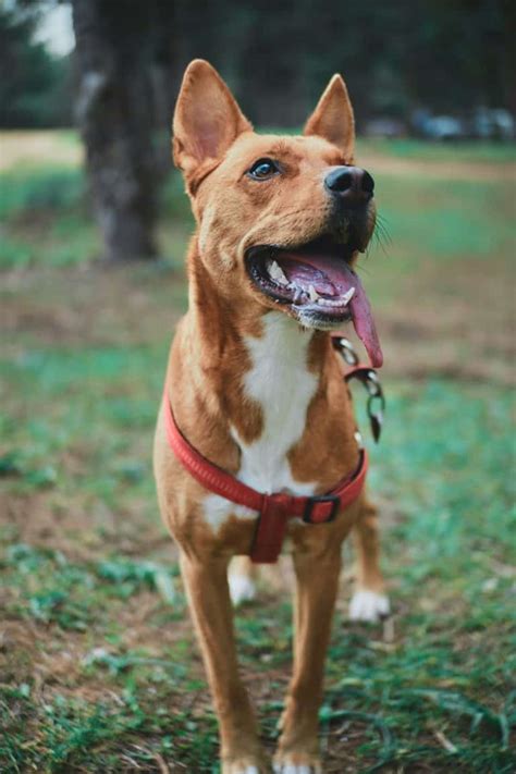 The German Shepherd Pitbull Mix Your Ultimate Information Guide