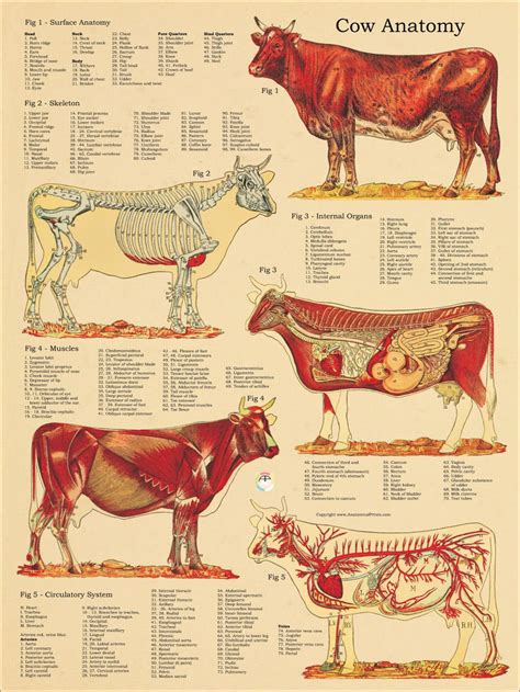 The Anatomy Of A Cow
