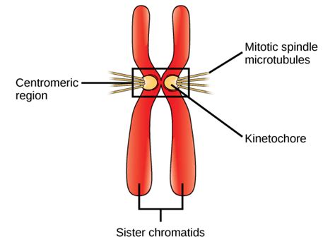 Chromatin Definition And Examples Biology Online Dictionary