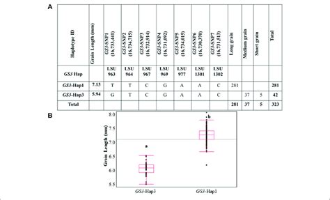 A Haplotype Characterization Of Gs3 In U S Rice Germplasm Download Scientific Diagram
