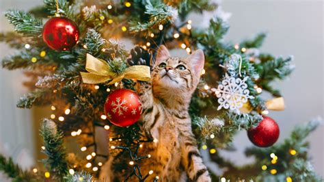 10 ไอเดียต้นคริสต์มาสสวย ตกแต่งง่าย พร้อมวิธีเลือกและดูแลให้คงทน The 1 Today The 1 Today