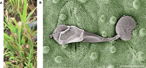 稻瘟病菌 Magnaporthe Oryzae 植物侵染期间调控细胞死亡的机制cell Death And Differentiation