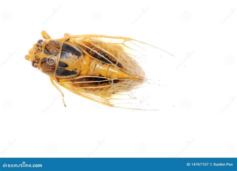 Tiny Insect Cicada Stock Image Image Of Brown Critter 14767157