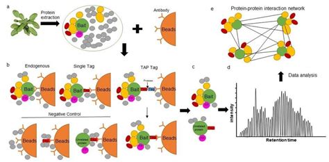 Overview Of Affinity Purification Strategies A Total Protein Download Scientific Diagram
